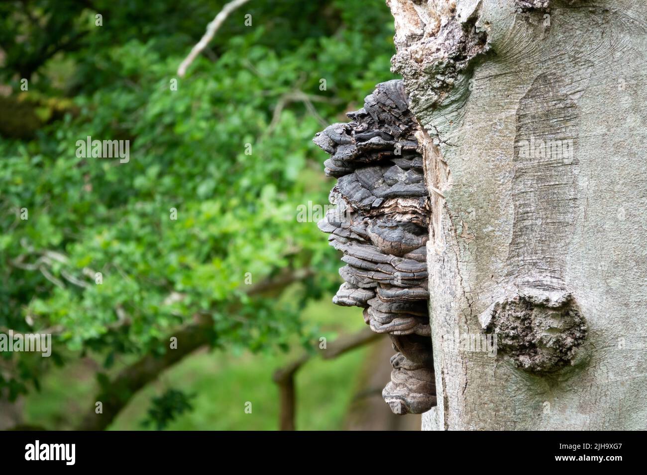Blackening polypore hi-res stock photography and images - Alamy