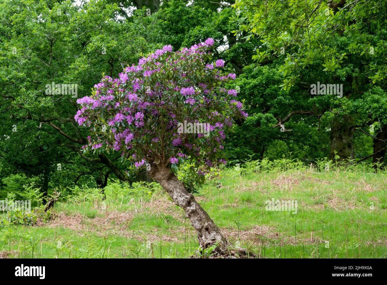 Close up of a beautiful common Rhododendron (Rhododendron ponticum ...