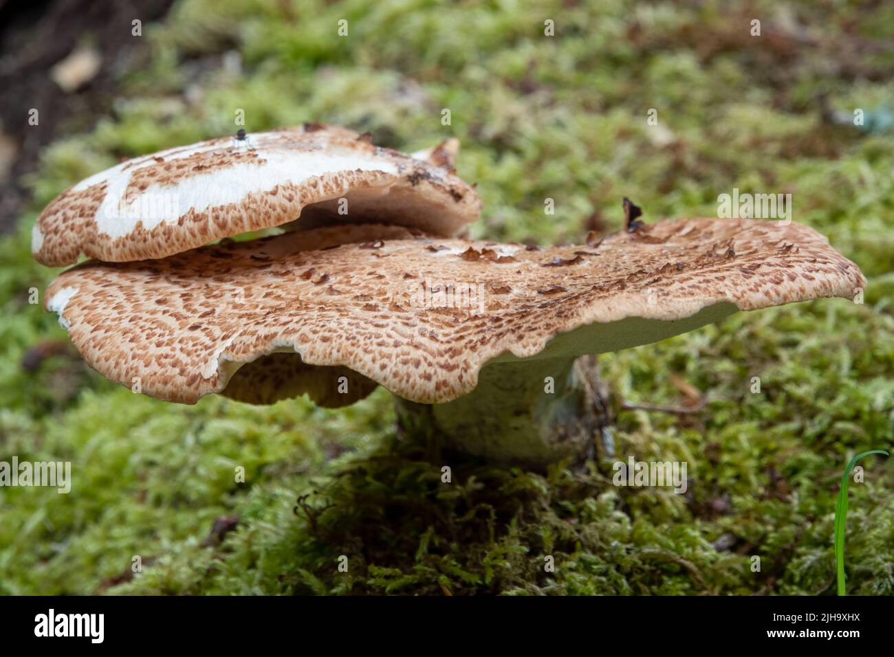 close up of Cerioporus, Polyporus squamosus is a basidiomycete bracket ...