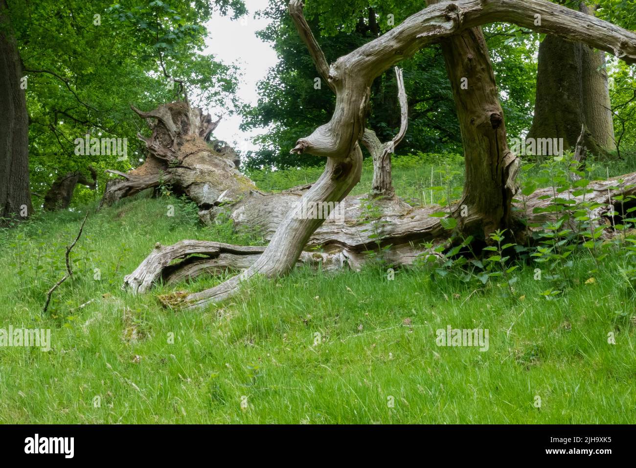 Fallen tree at Dinefwr Park National Nature Reserve Stock Photo - Alamy
