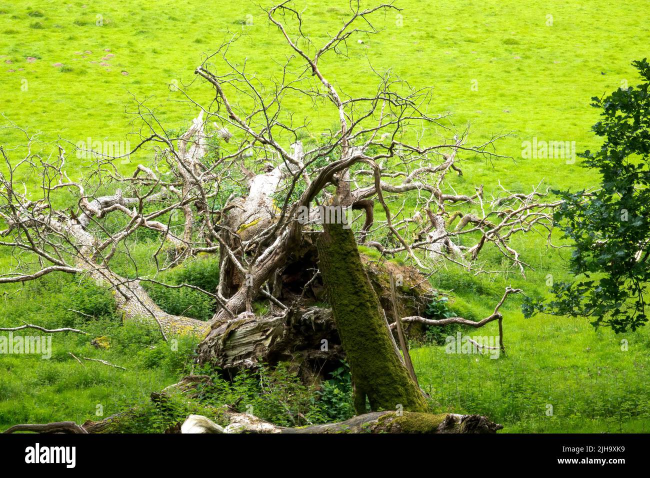 Fallen tree at Dinefwr Park National Nature Reserve Stock Photo - Alamy