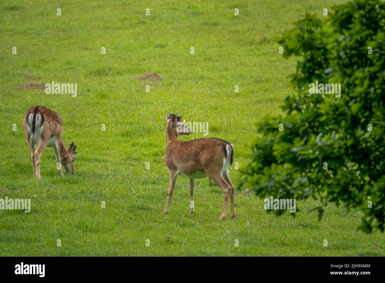 Deer antlers in open hi-res stock photography and images - Alamy