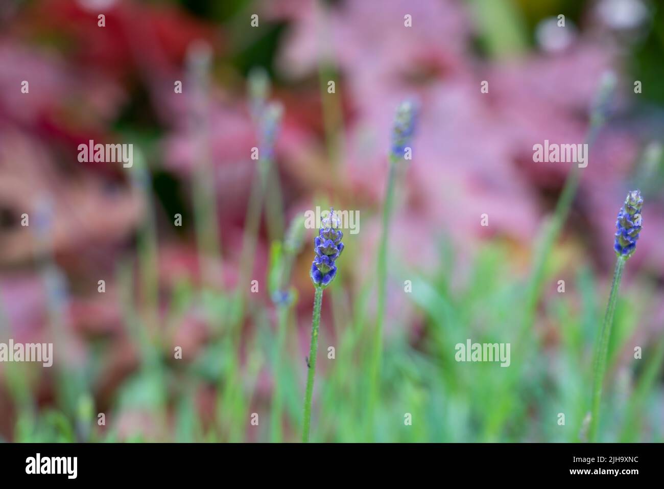 Lavandula purple texture close hi-res stock photography and images - Alamy