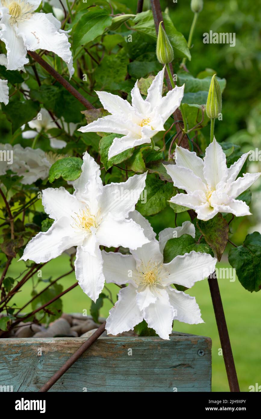 large flowered white clematis 'duchess of edinburgh' in summer bloom ...