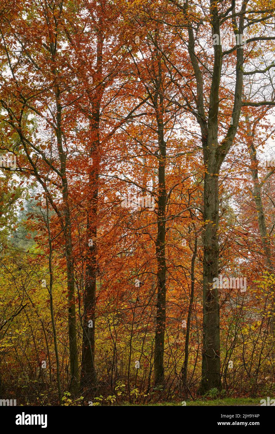 A wild forest in the autumn wilderness. Secluded woodland filled with ...
