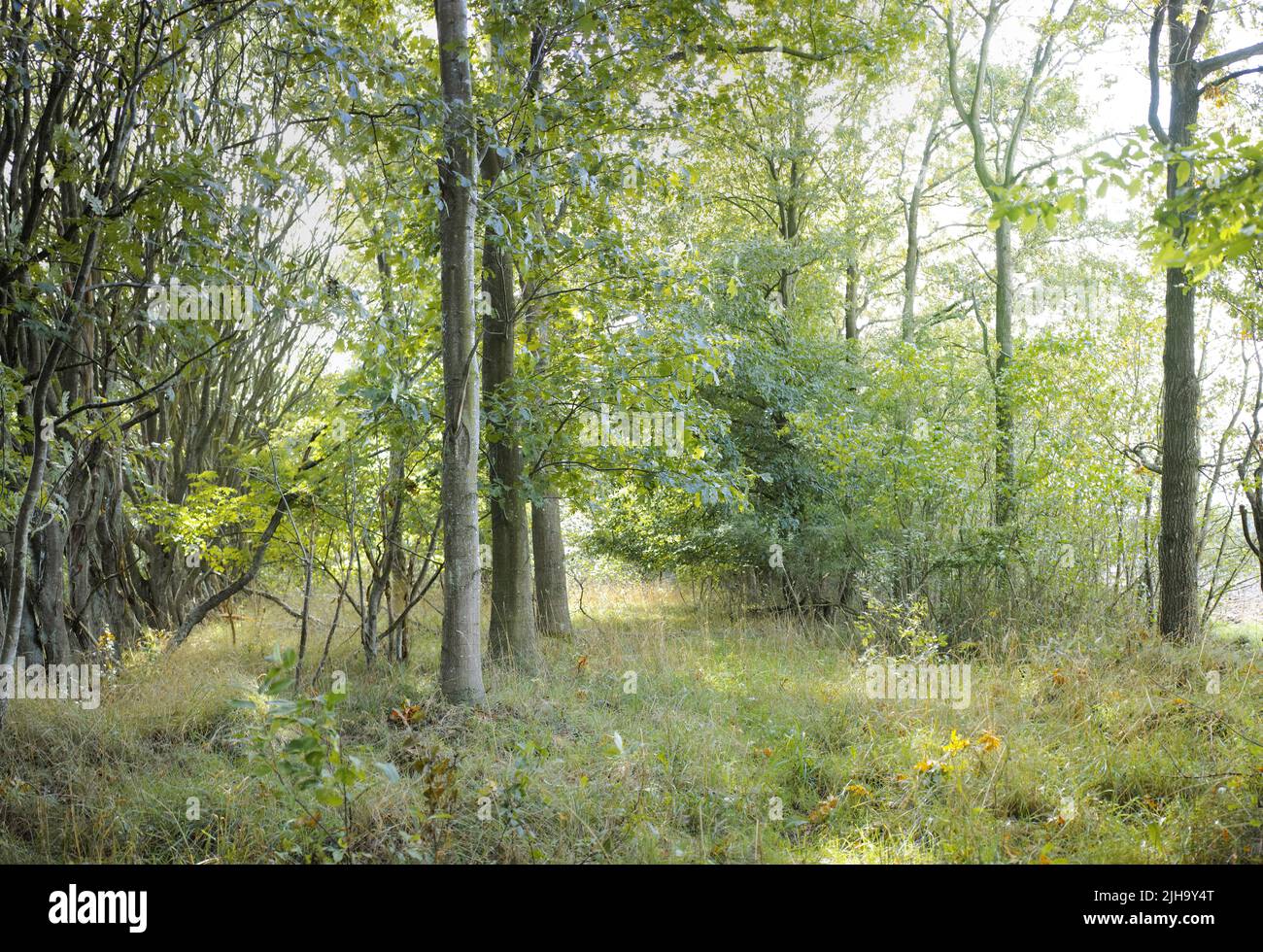 Overgrown mysterious woodland with lush greenery of wild grass field ...