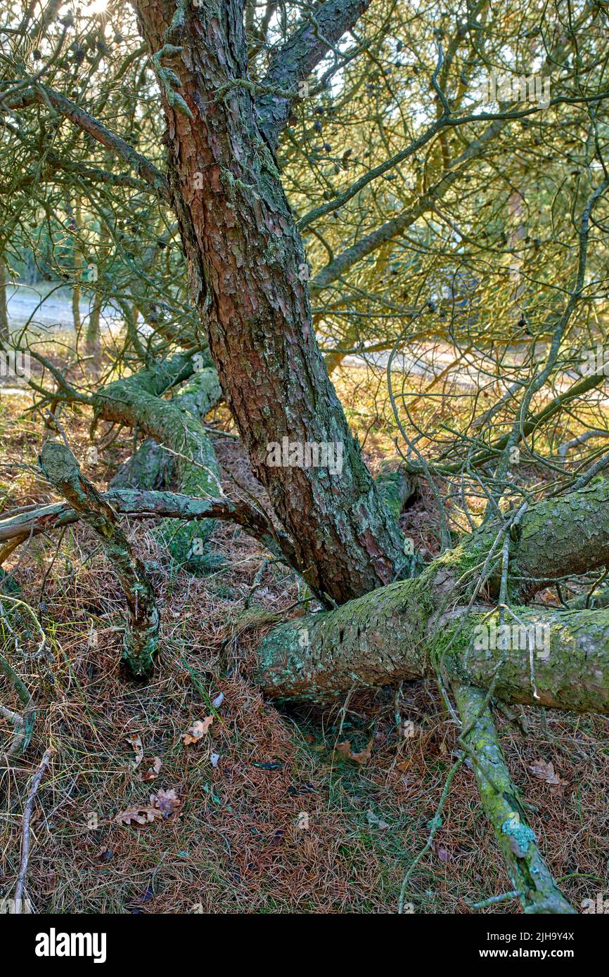 Tangled trees hi-res stock photography and images - Alamy