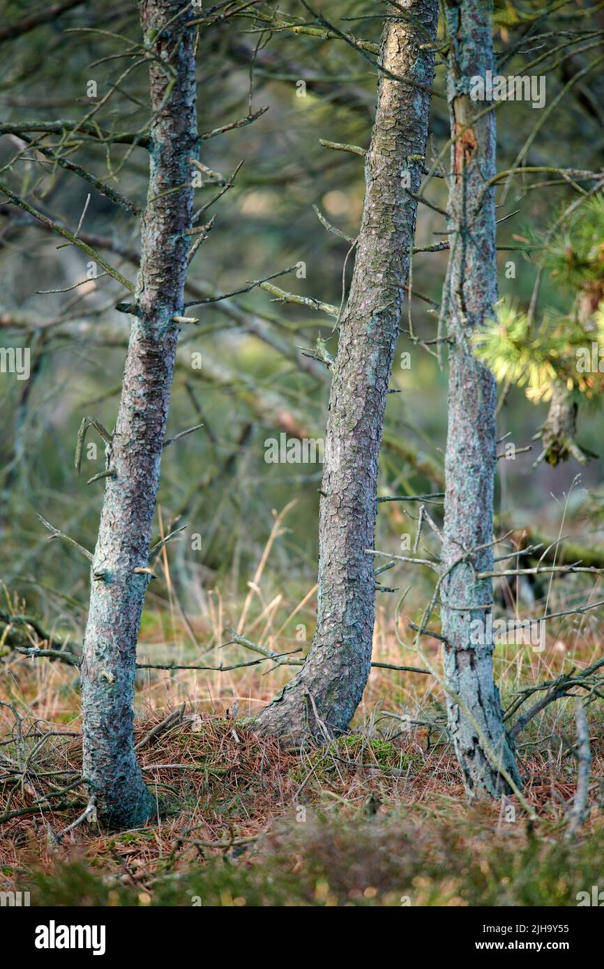 Growing coniferous forest wood for resin and timber export. Texture ...