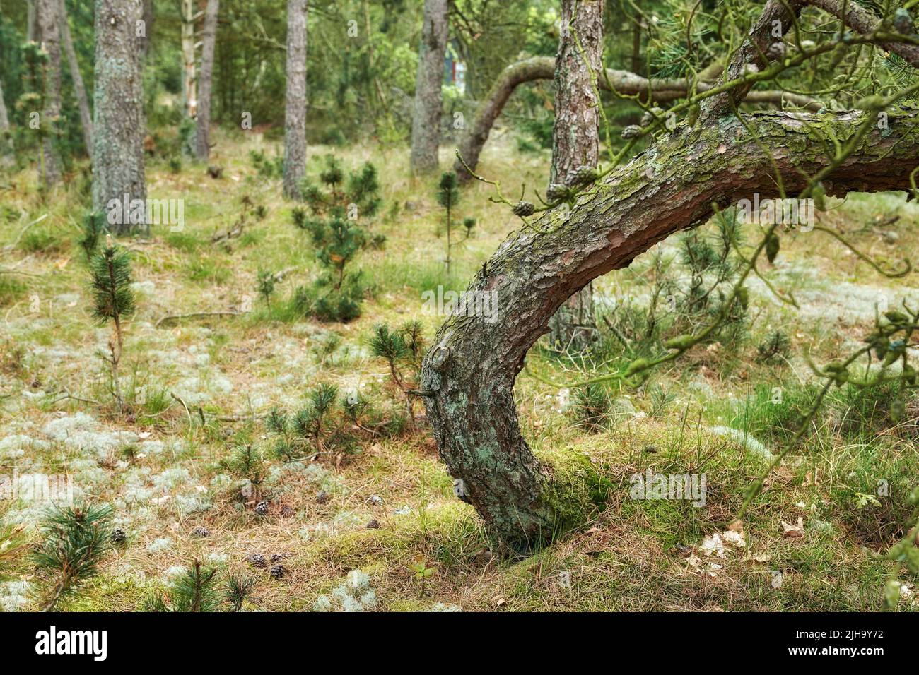 Pine tree trunks in a wild forest. Nature landscape of lots of plants ...