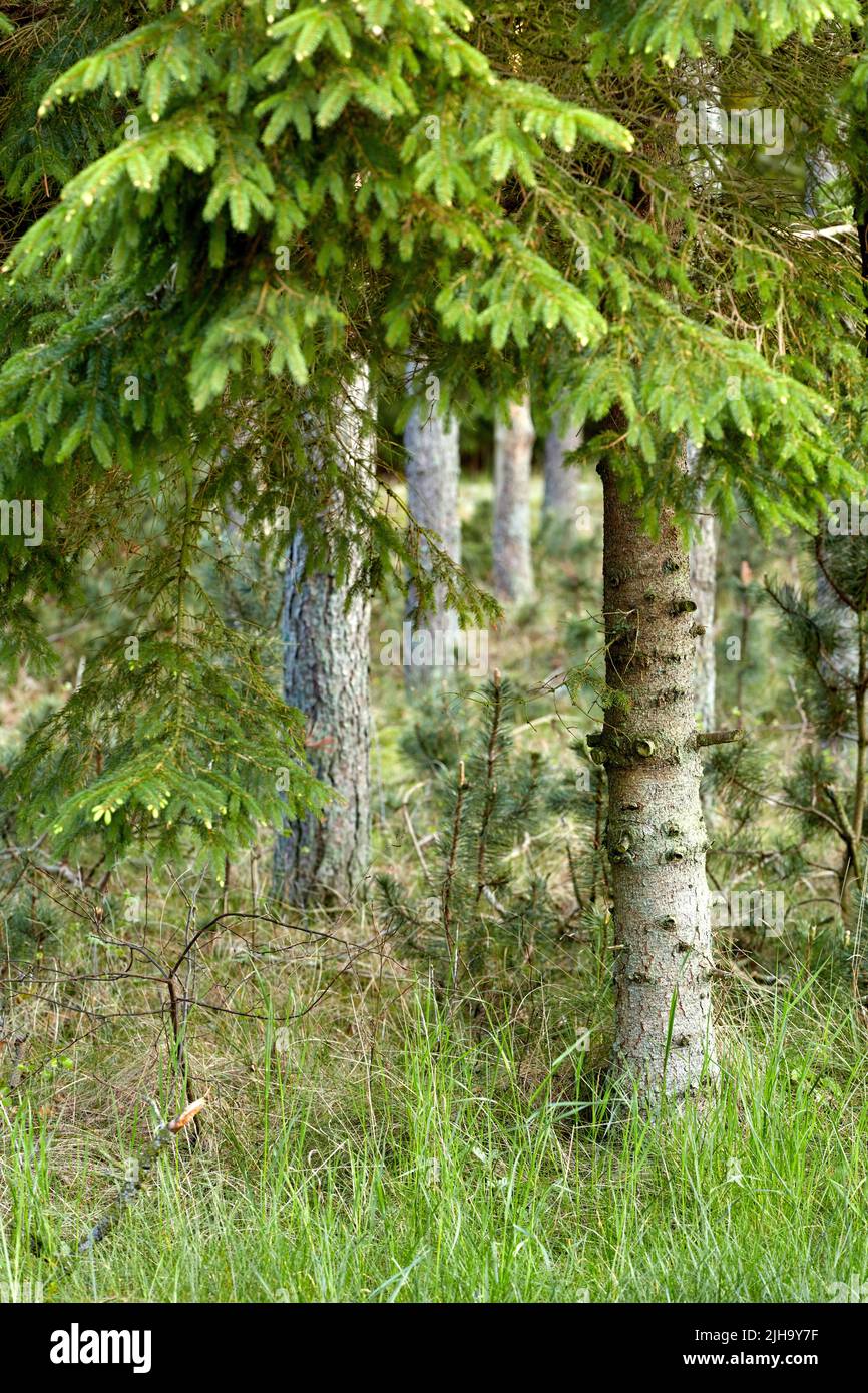 Environmental nature conservation and reserve of pine trees in a remote ...