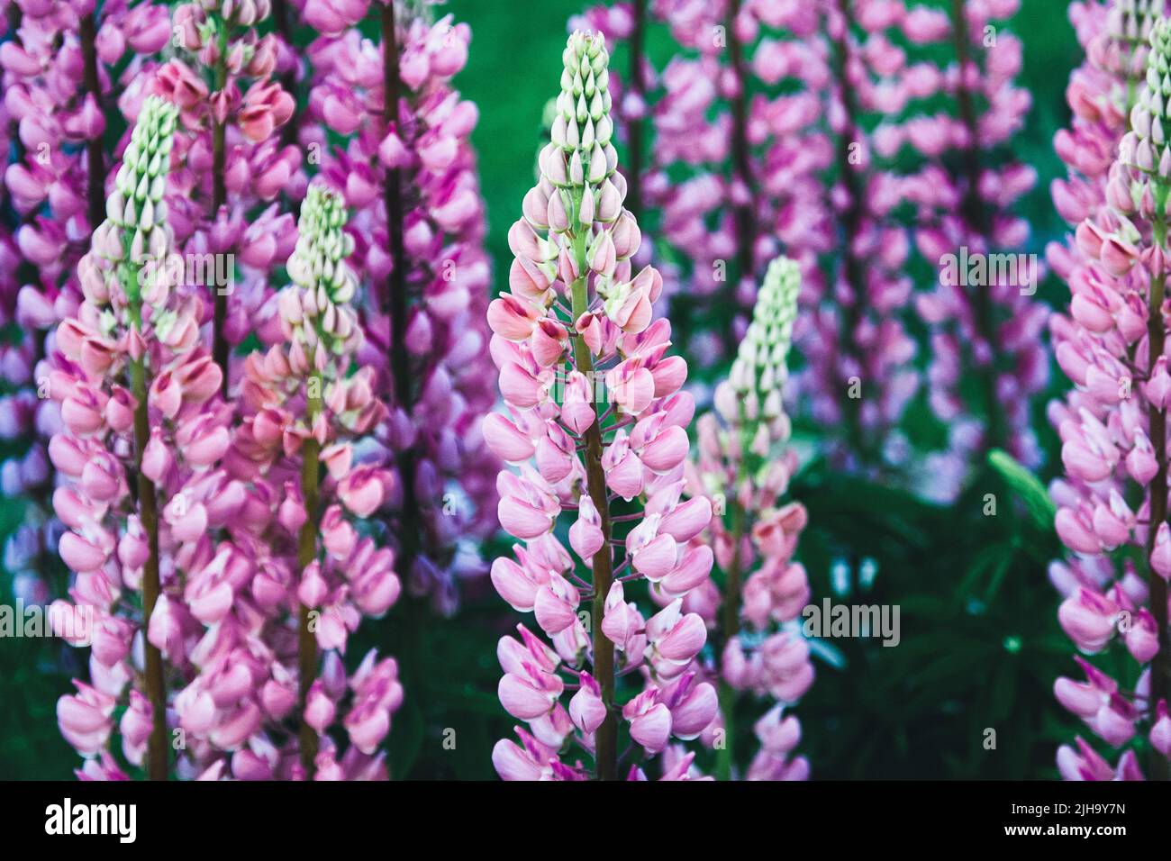 Field blooming lupine flowers lupinus hi-res stock photography and images - Alamy