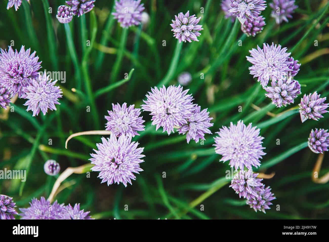 Purple Chives flowers, Allium schoenoprasum in the garden, top view ...