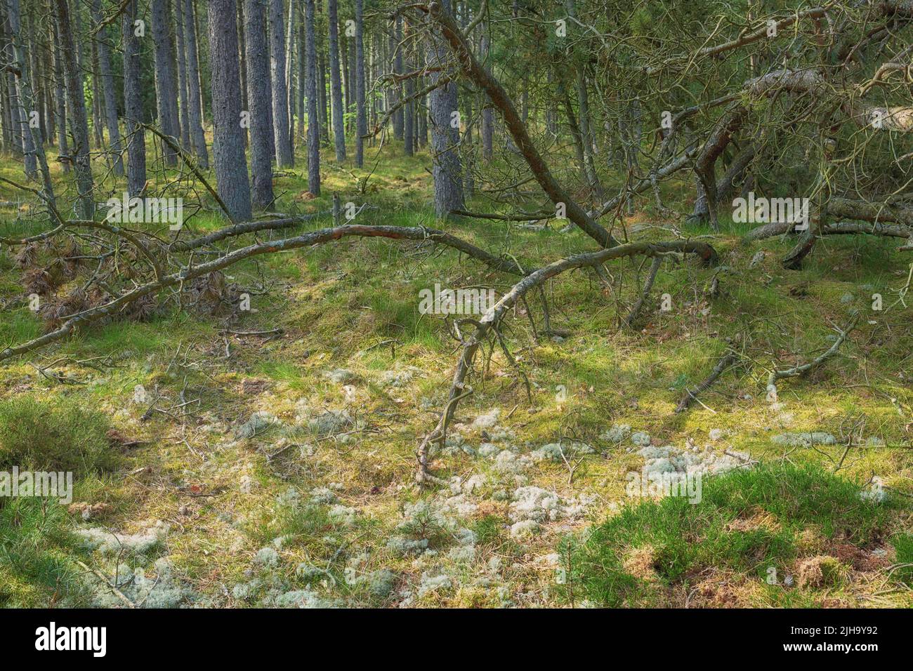 Deforestation of fir, cedar or pine tree branches in quiet woods in ...