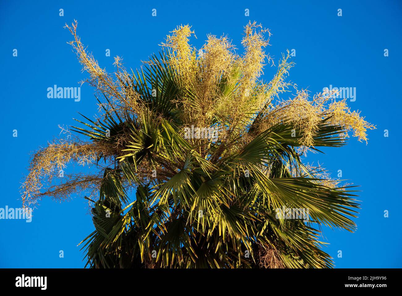 carnauba (copernicia prunifera) flowering Stock Photo - Alamy