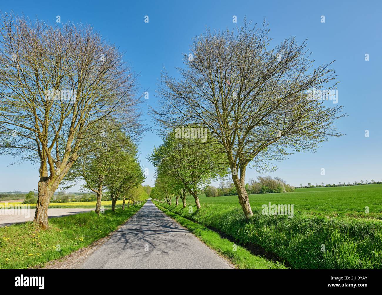 A road in between trees in spring with a clear blue sky. A countryside ...