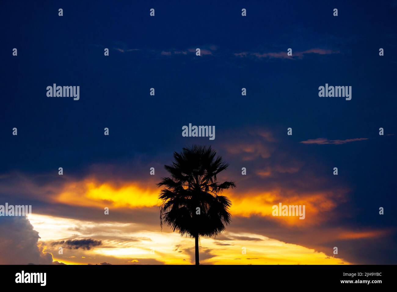 carnauba palm or copernicia prunifera or carnaubeira - a palm tree ...