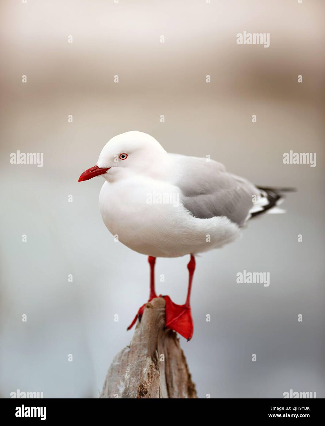 Portrait of a red billed gull standing on wood against a blur ...