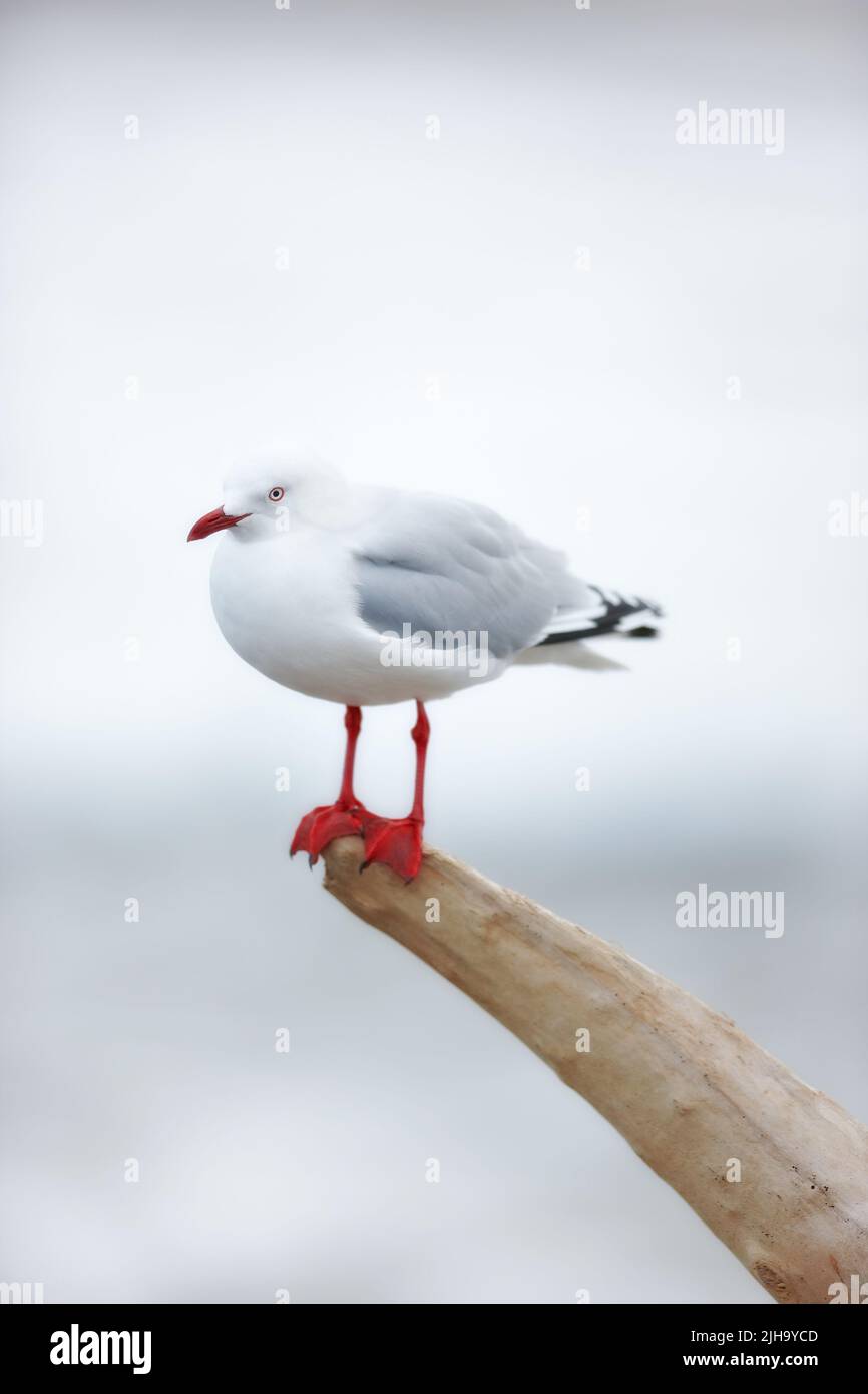 A seagull in its natural habitat by the ocean. Wildlife sitting on a ...