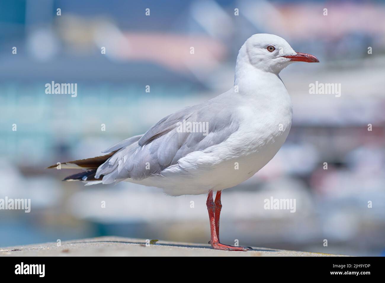 A red billed gull standing on a city dock against a blurred background ...