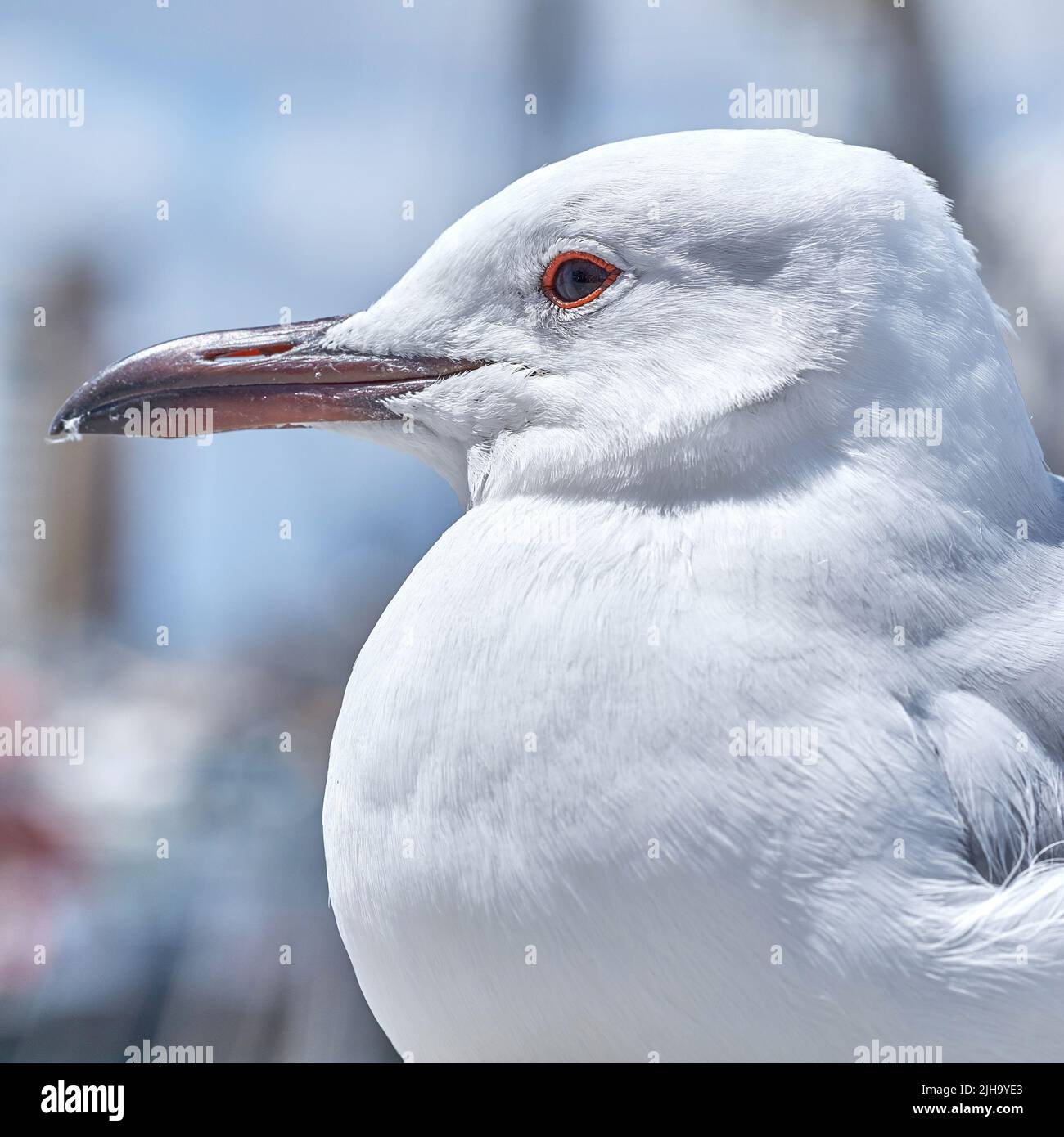 Pure bird hi-res stock photography and images - Alamy