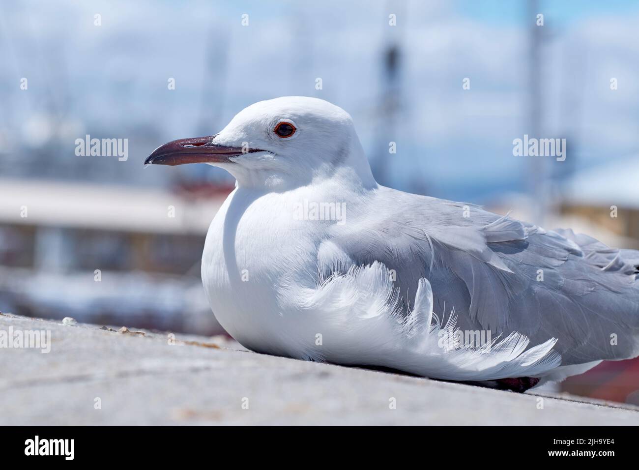 Seagull with red beak and eyes sits on the pavement. sea bird with grey ...