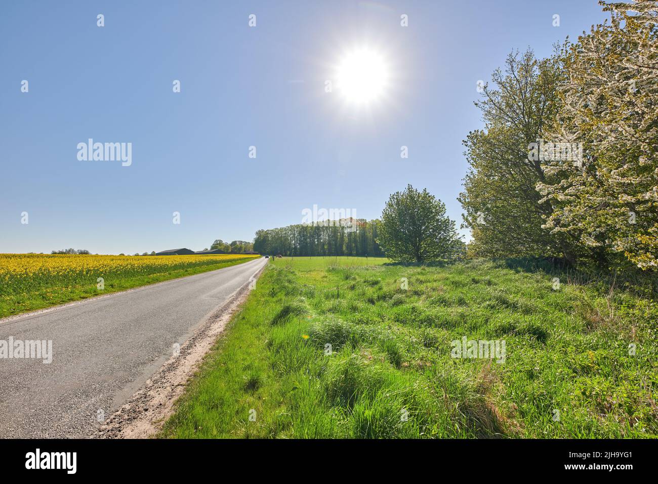 Landscape view of sunflowers growing in remote countryside field with ...