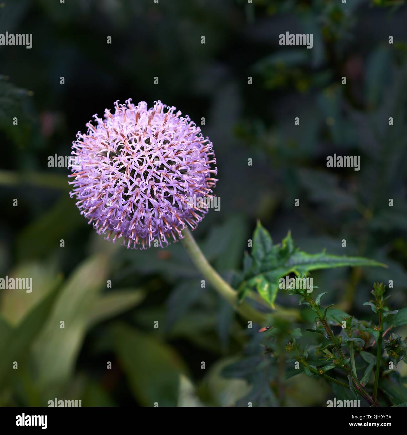 Closeup of a purple globe thistle flower growing in a garden with blur ...