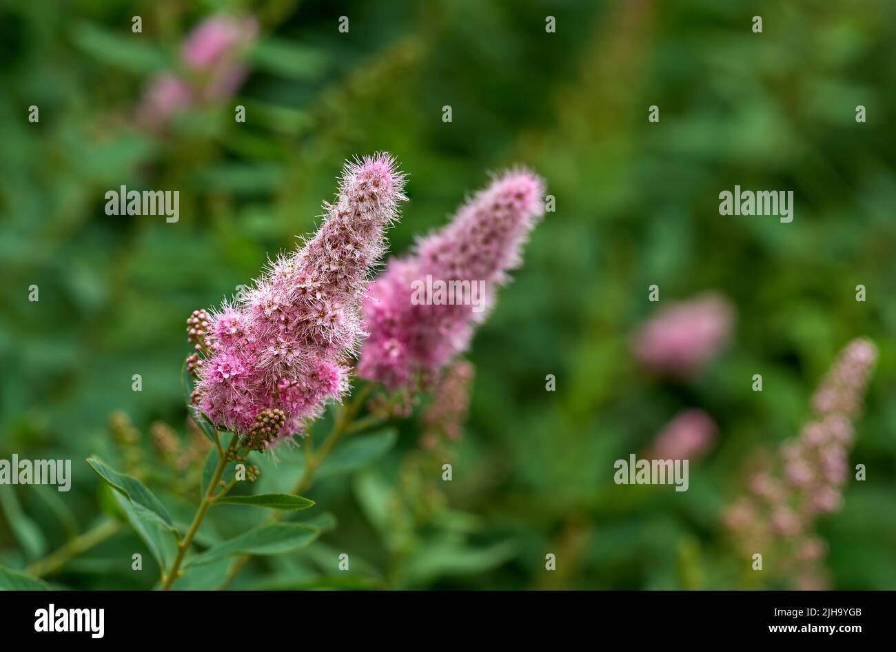 Closeup of a pink smartweed flower growing in a garden with blur ...
