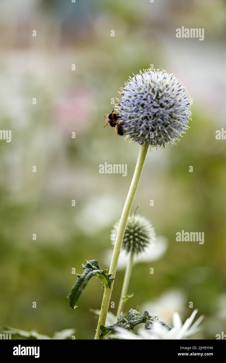 Blue Globe Thistle plant being pollinated by bees in a garden in summer ...