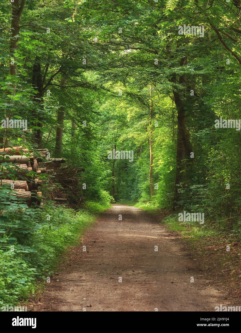 Scenic pathway surrounded by lush green trees and greenery in nature in ...