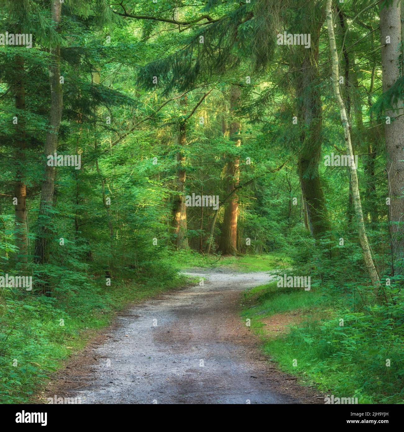 Scenic pathway surrounded by lush green trees and greenery in nature in ...