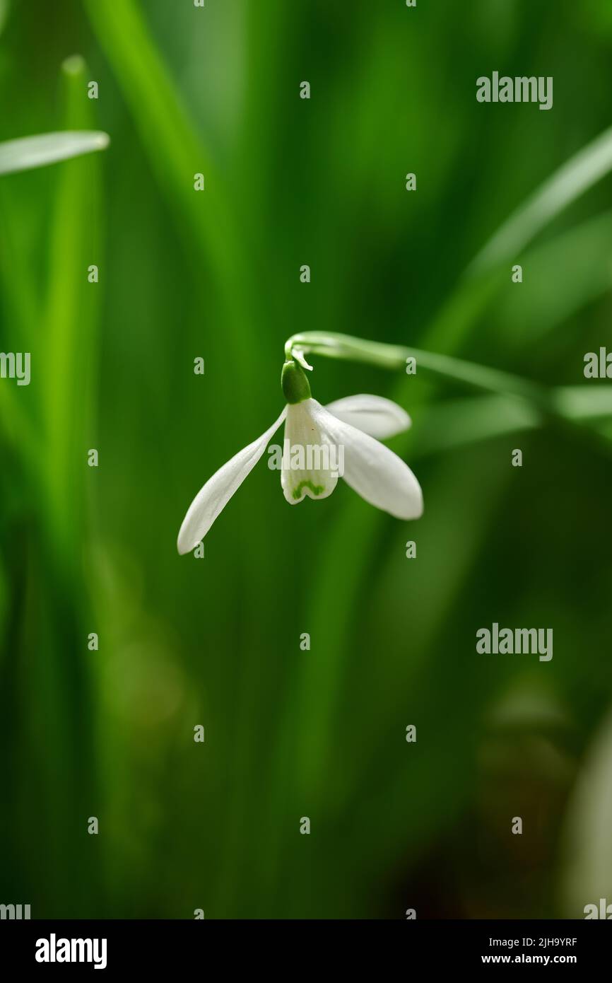 Single white common snowdrop flower growing against a green copy space ...