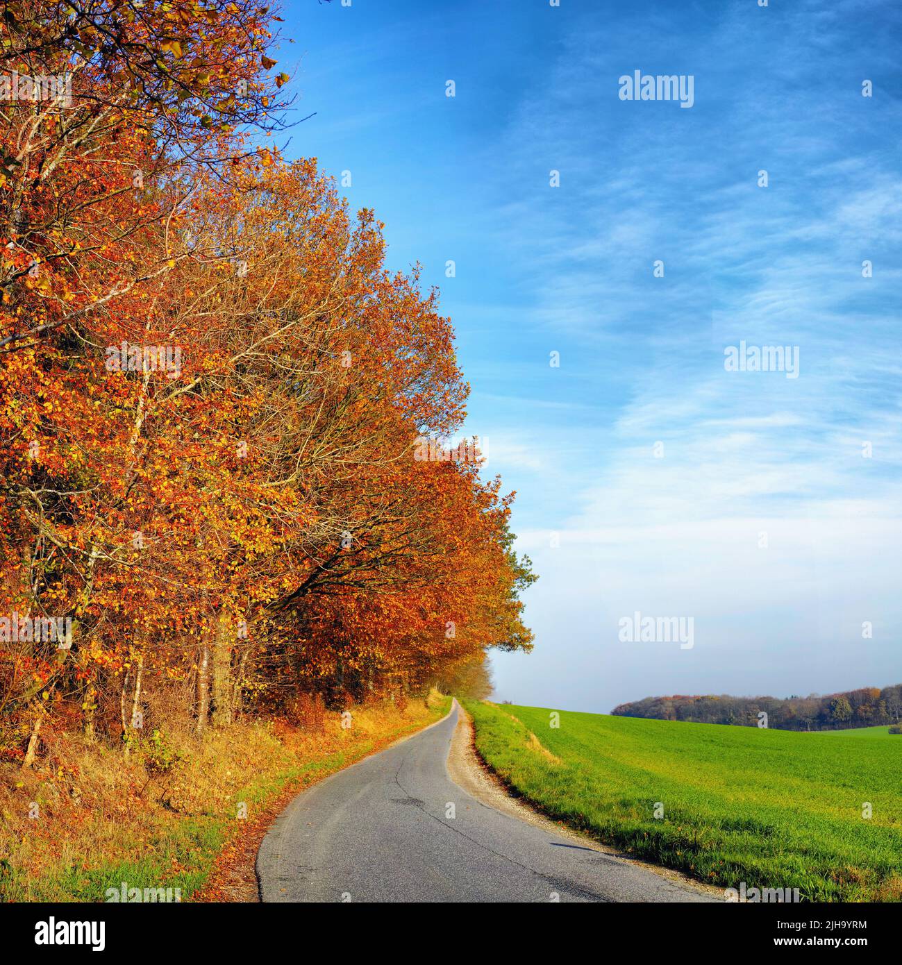 An empty road surrounded by autumn trees with a blue sky and copy space ...