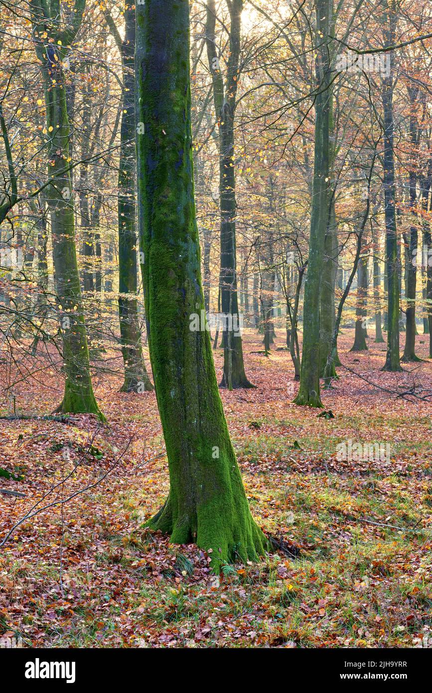 Many trees in a forest in autumn. Lots of tree trunks covered in moss ...