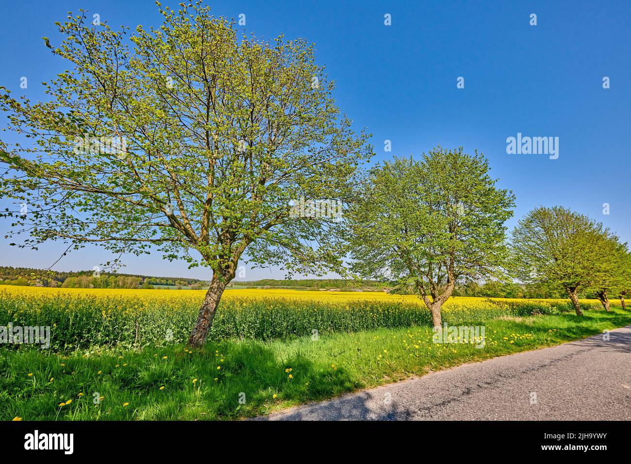 Landscape scenic view of sunflowers growing in a remote countryside ...