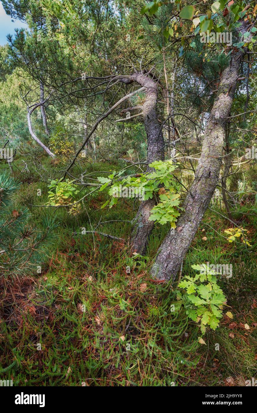 Pine trees in a wild forest. Nature landscape of lots of plants, bush ...