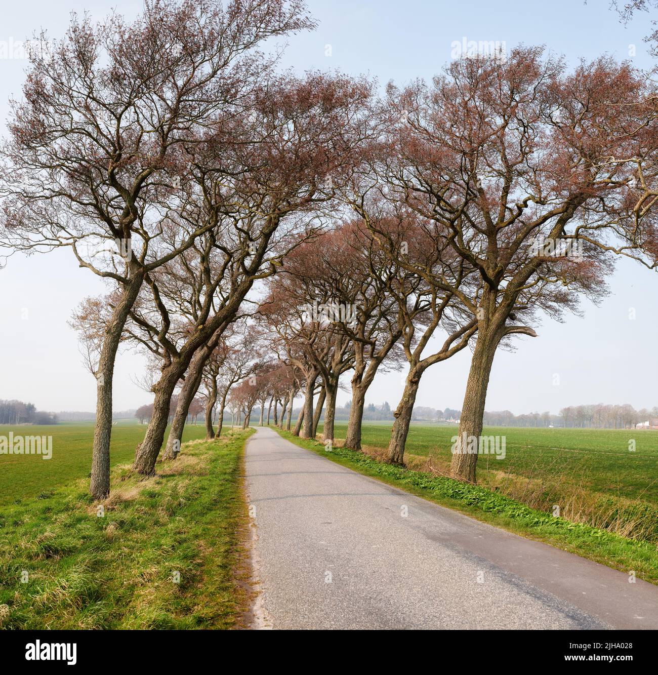 Landscape of an asphalt road with trees growing and following the wind ...