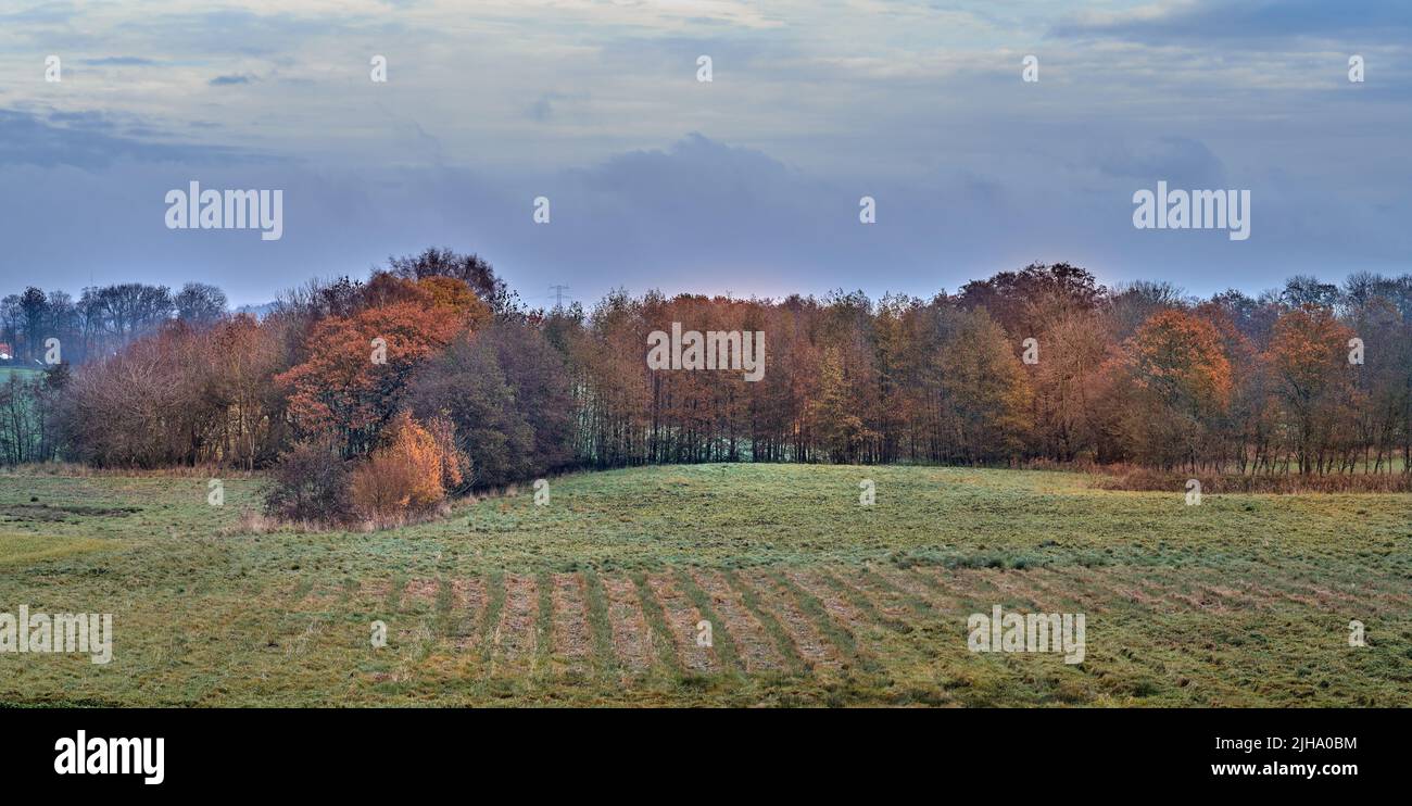 Colorful autumn forest in a clearing with blue cloudy sky copy space ...