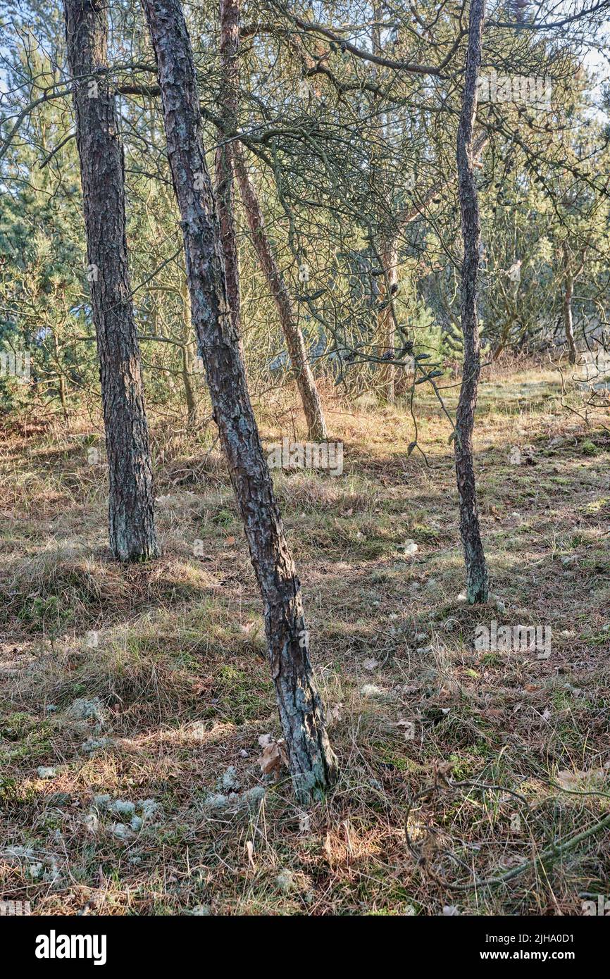 Uncultivated and secluded woodland filled with big trees for ...