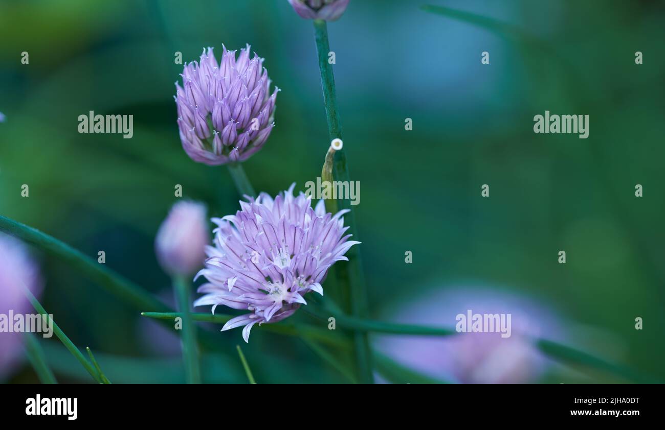 Chive plant flowers growing in a backyard garden against a nature ...