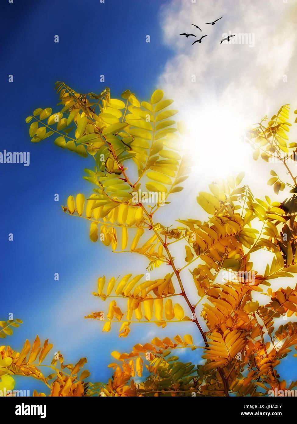 Acacia tree leaves in autumn, blue sky with clouds, birds and copy ...