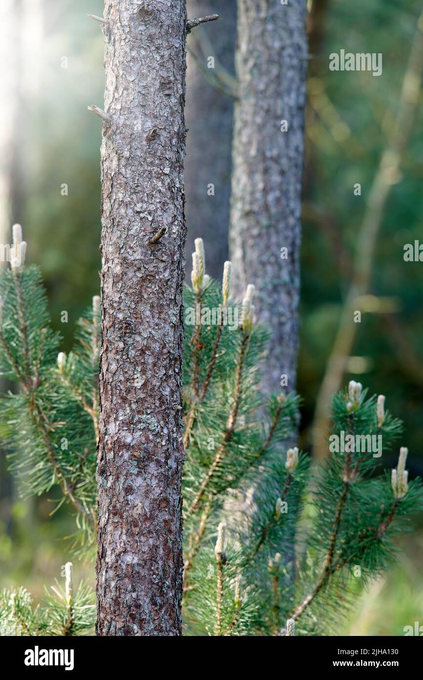 Tree bark texture and lush green scrubs growing in a remote location in ...