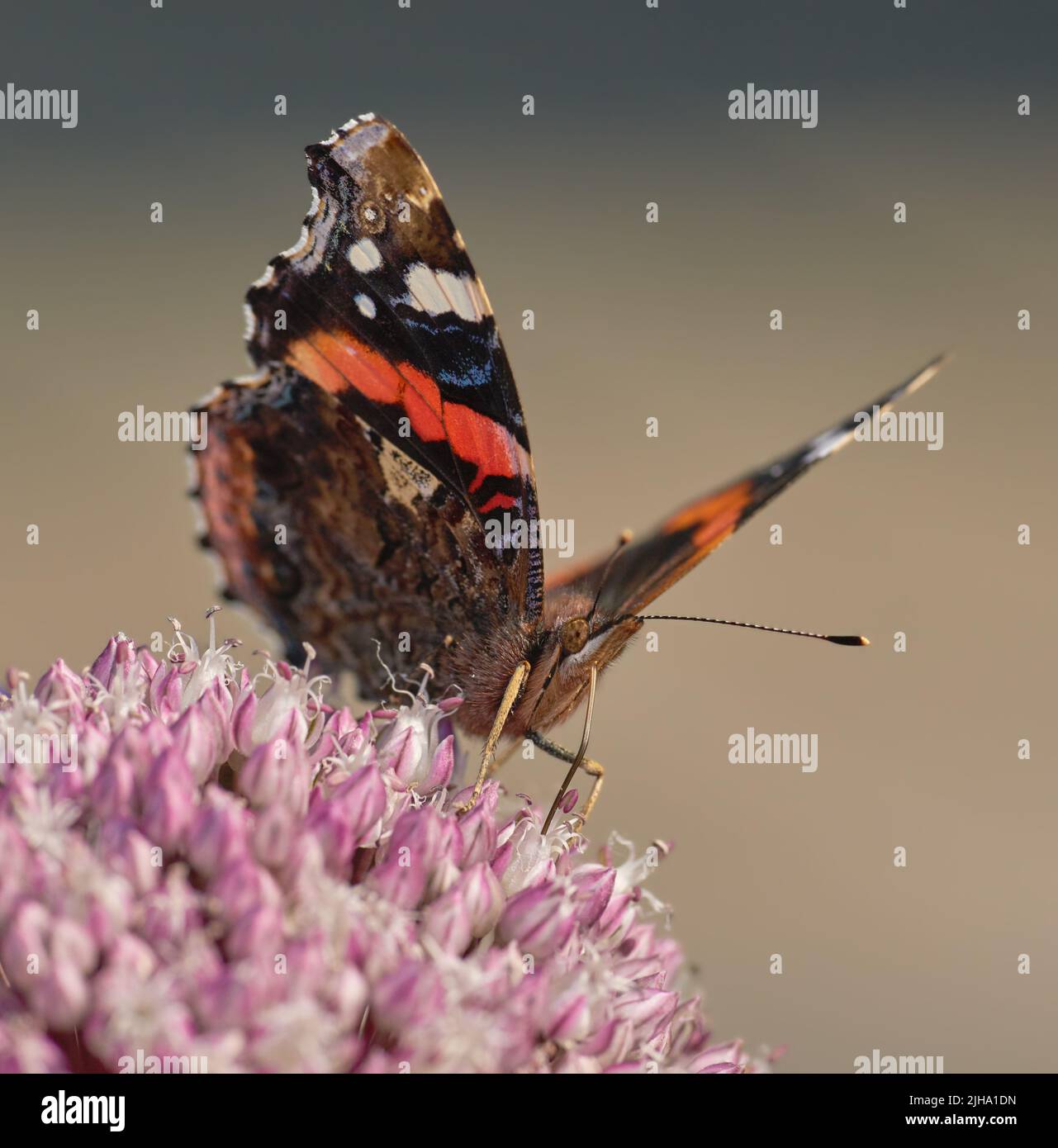 Beautiful butterfly pollinating flower hi-res stock photography and ...