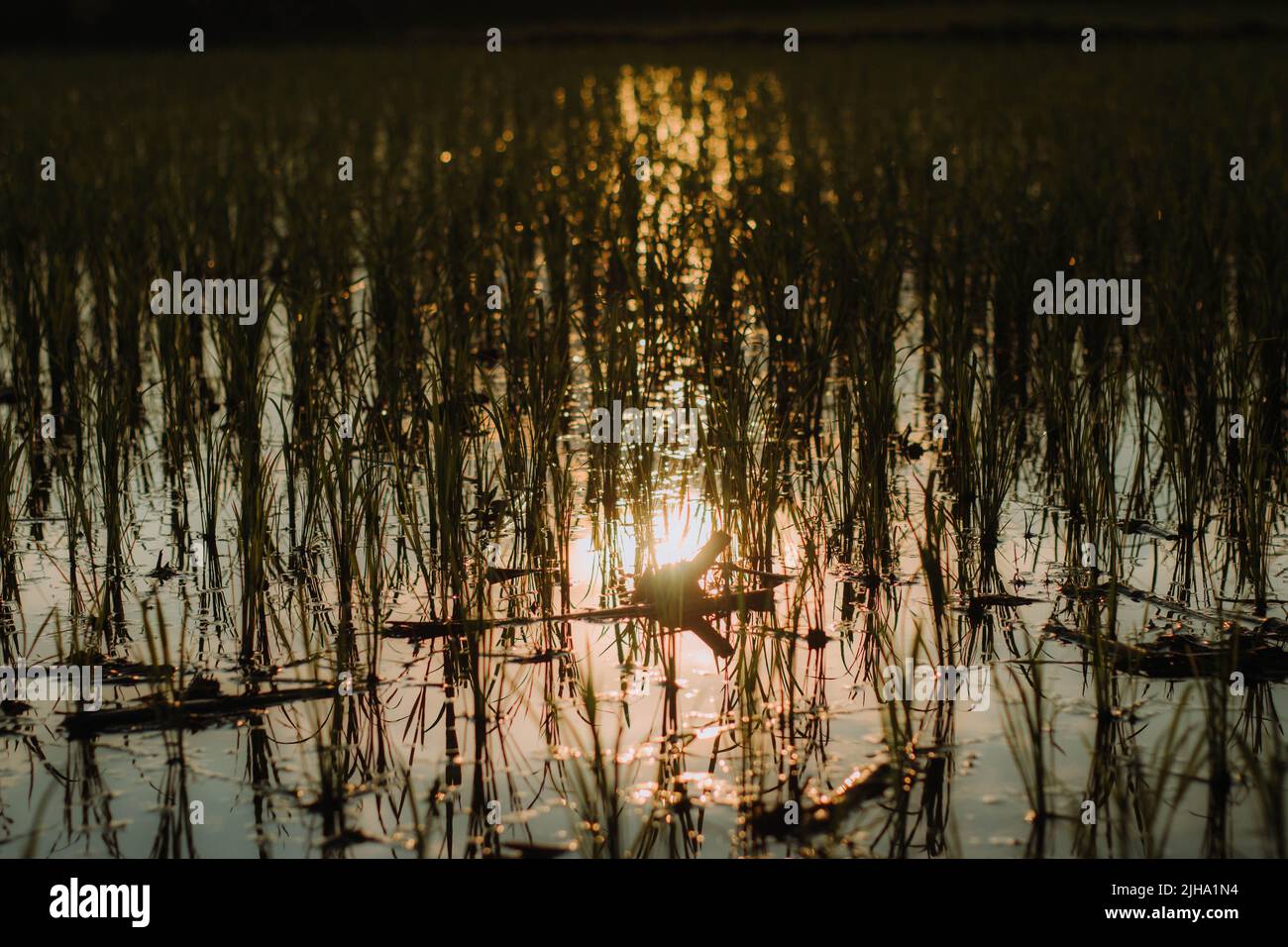 sun rays reflection in water Stock Photo - Alamy