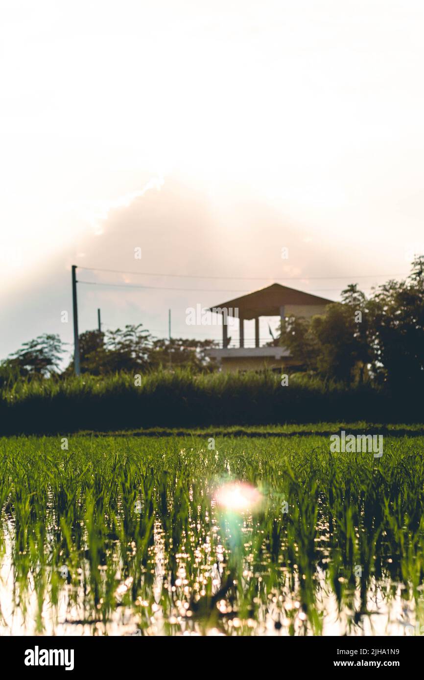 sun rays reflection in water Stock Photo - Alamy