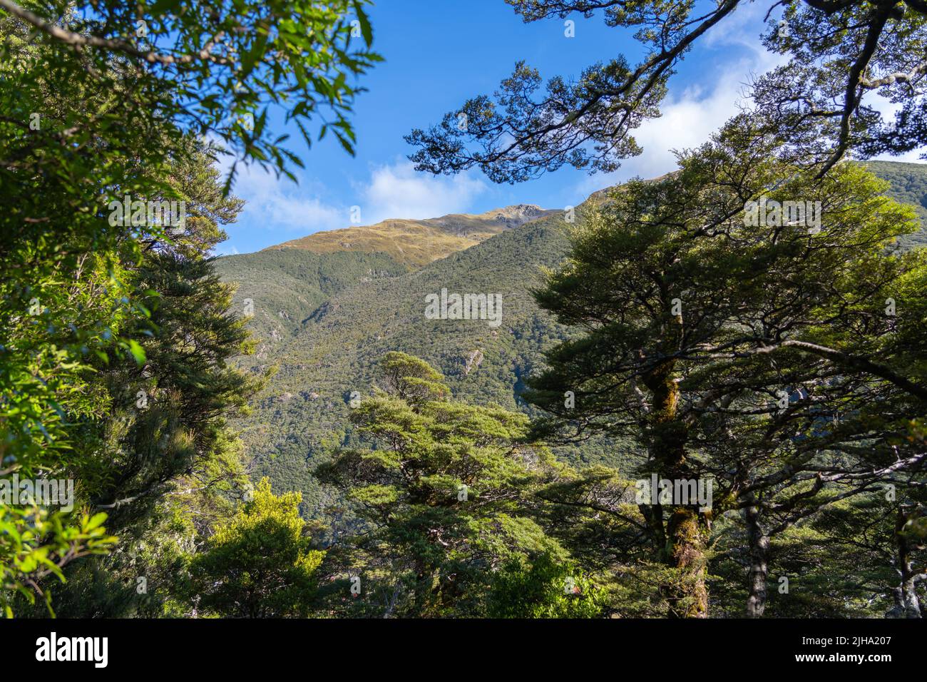 Natural background of green mountains through frame of natural bush and ...