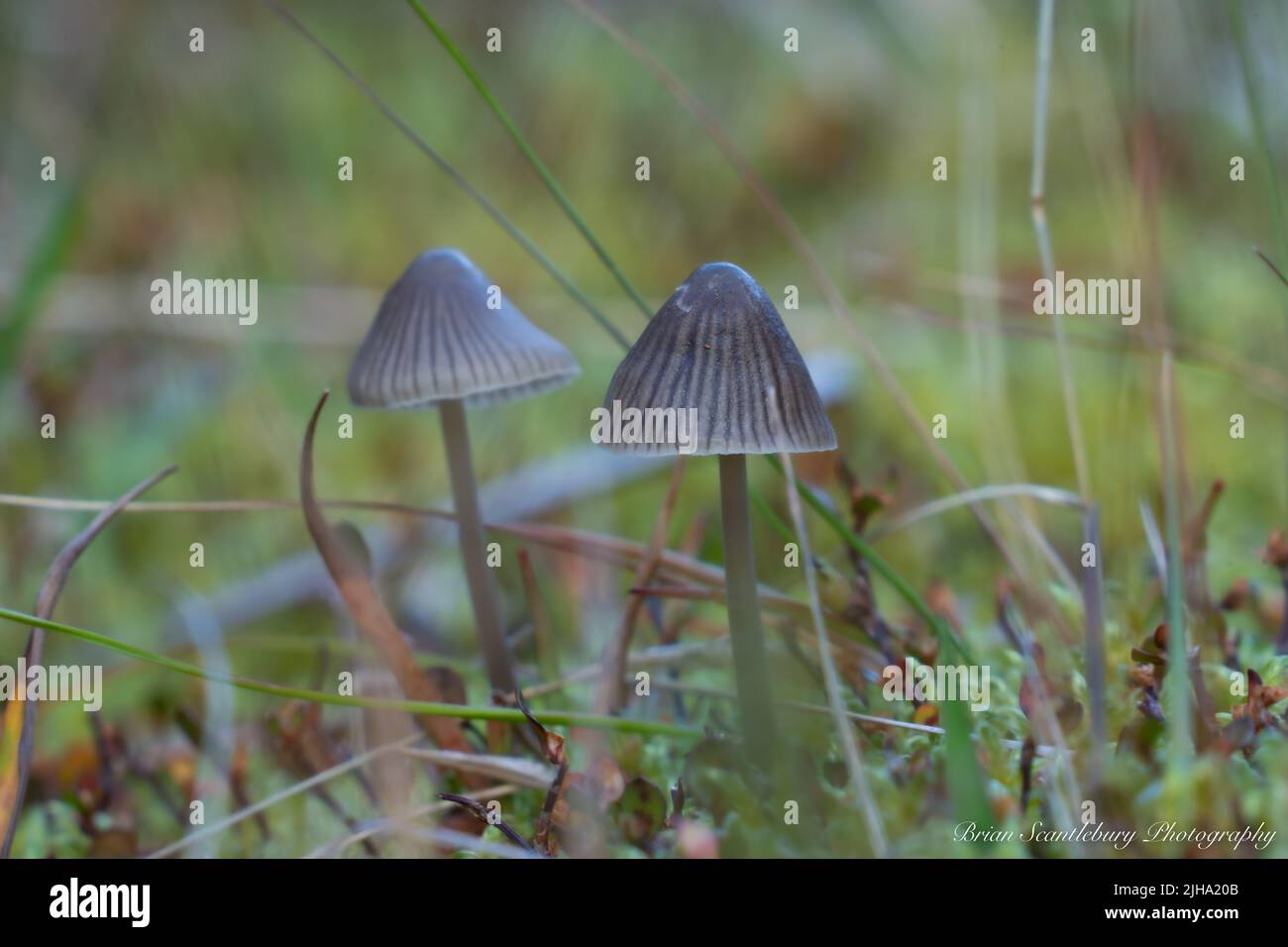 Blue grey fungi hi-res stock photography and images - Alamy