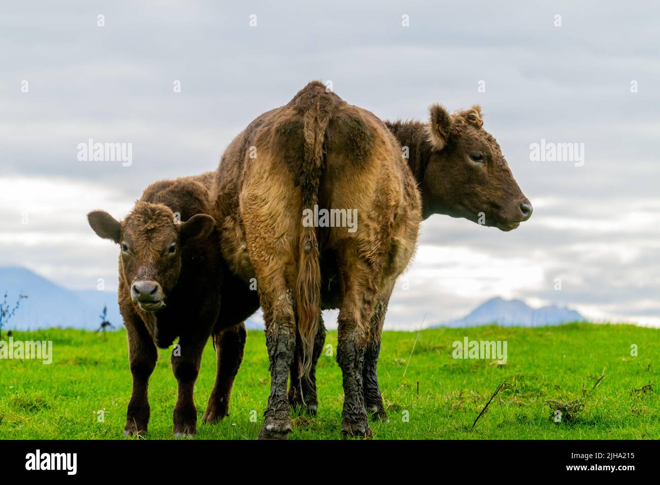 Mother and calf, cattle with mother from rear turn head and calf beside ...