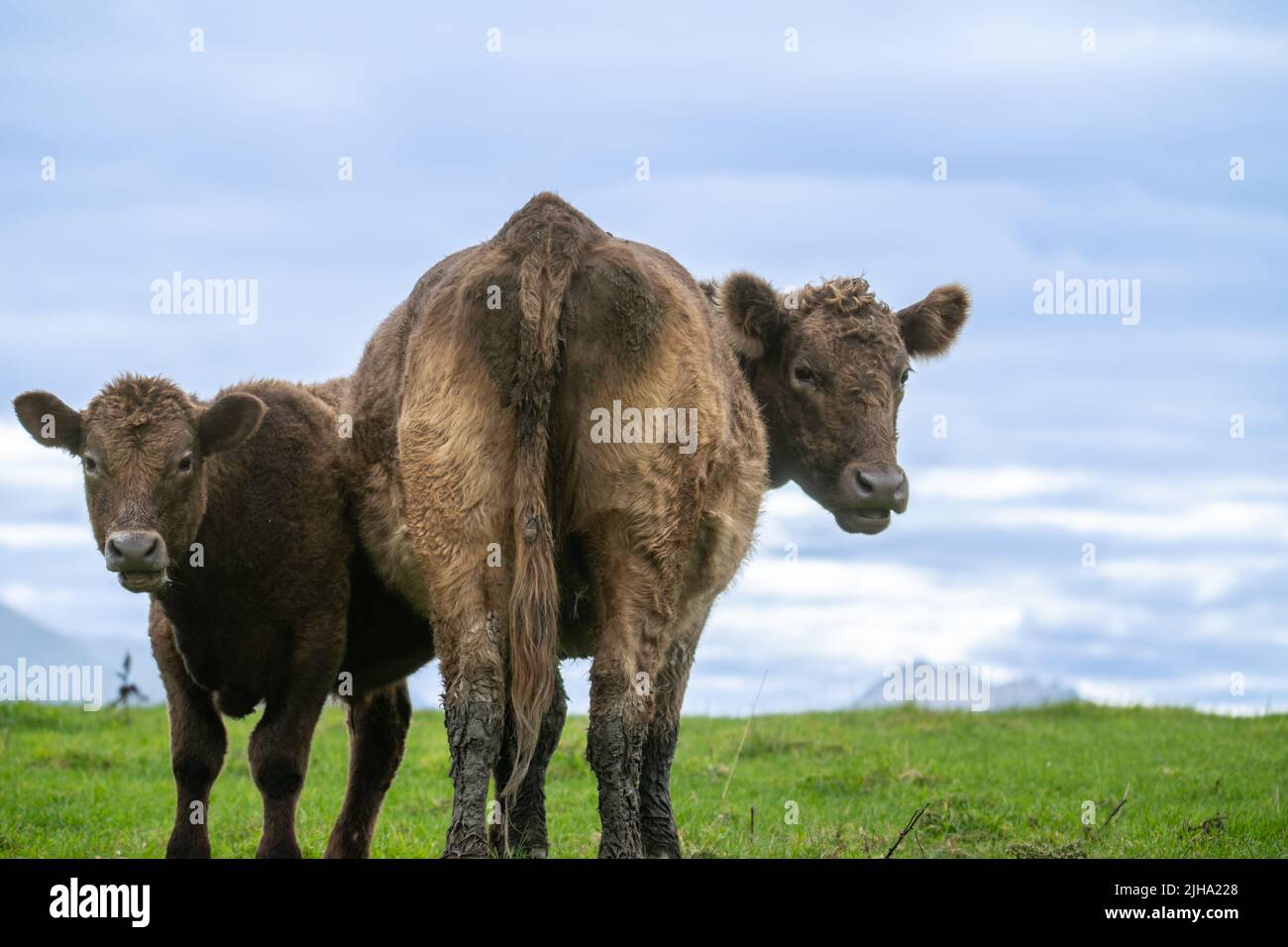 Mother and calf, cattle with mother from rear turn head and calf beside ...