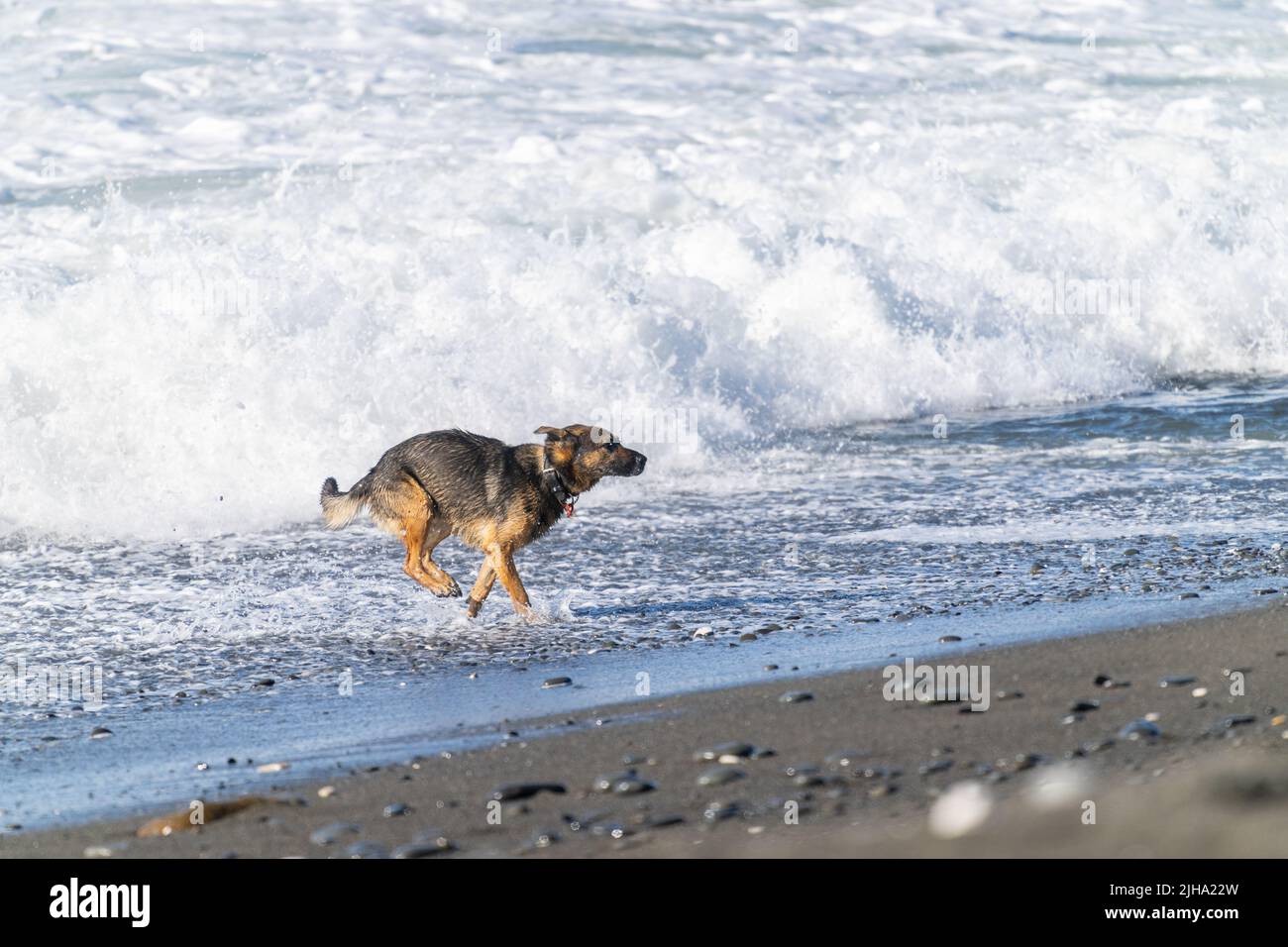 Brown and black wet dog running on waters edge with wave tumbling ...